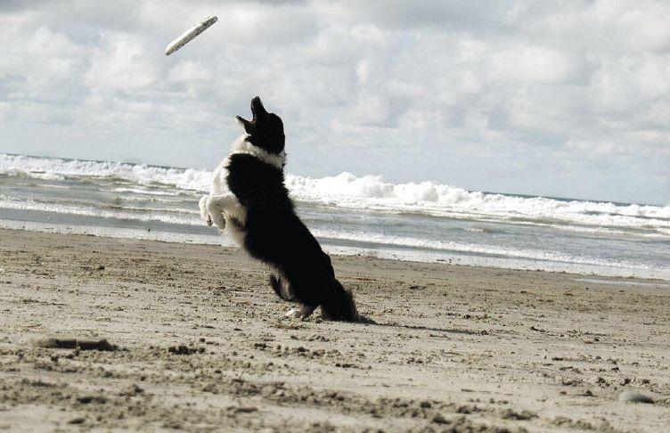 hyperactive collie