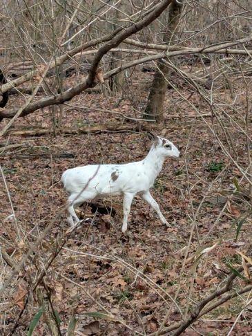 piebald deer